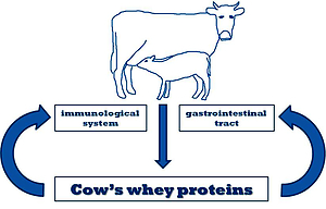 Is whey protein from cows?