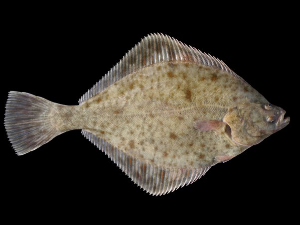 Is white fish the same as flounder?