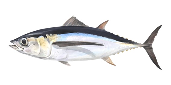 Is white fish the same as tuna?