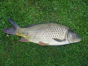 Is Whitefish a carp?