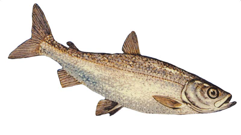 Is whitefish a freshwater fish?