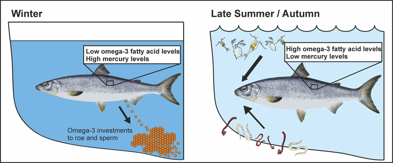 Is Whitefish high in omega-3?