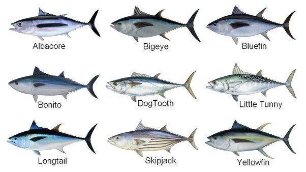Is Whitefish the same as tuna?
