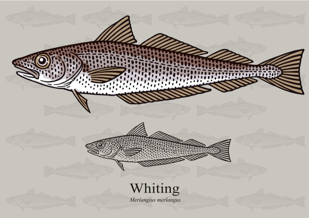 Is whiting a good fish to eat?
