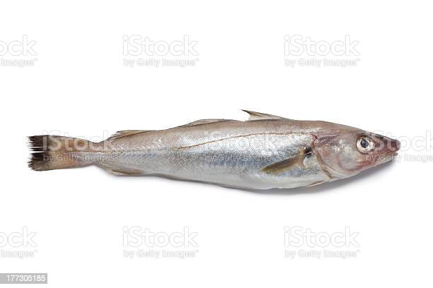 Is whiting a good fish?