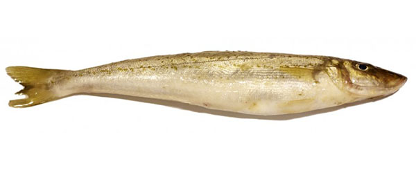 Is whiting fish the same as white fish?