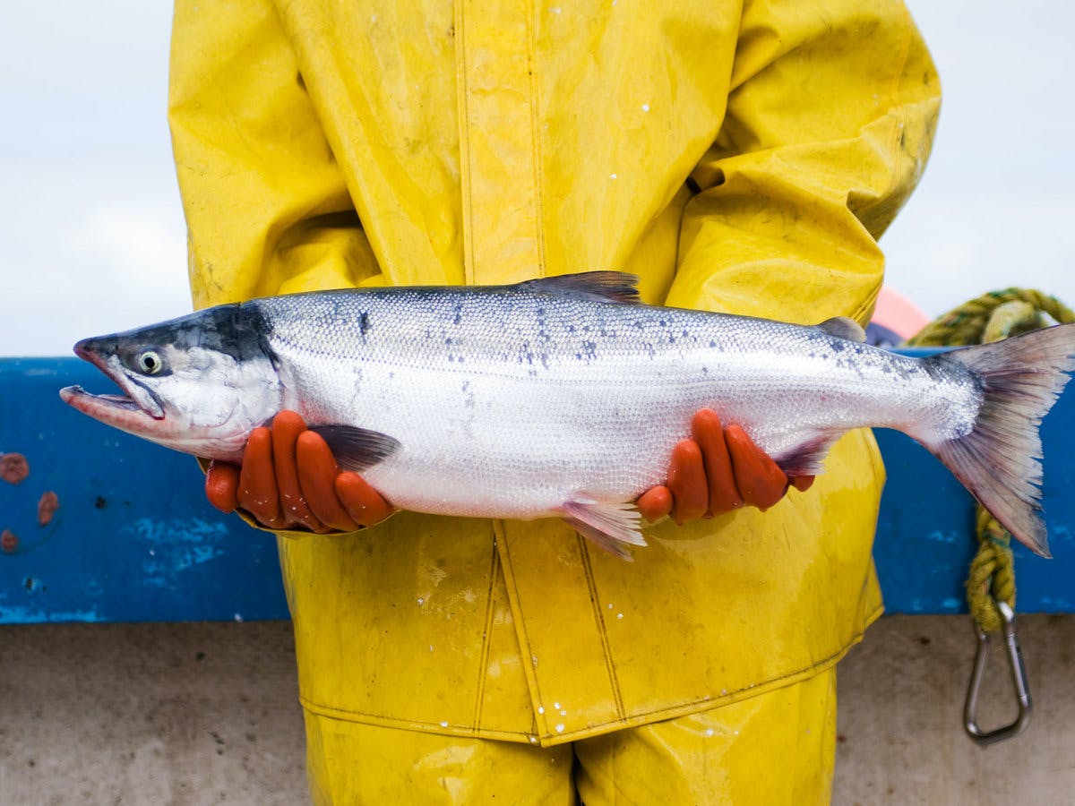 Is wild caught fish more ethical?