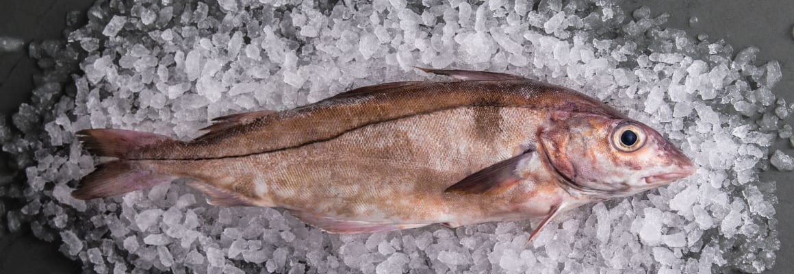 Is wild-caught haddock sustainable?