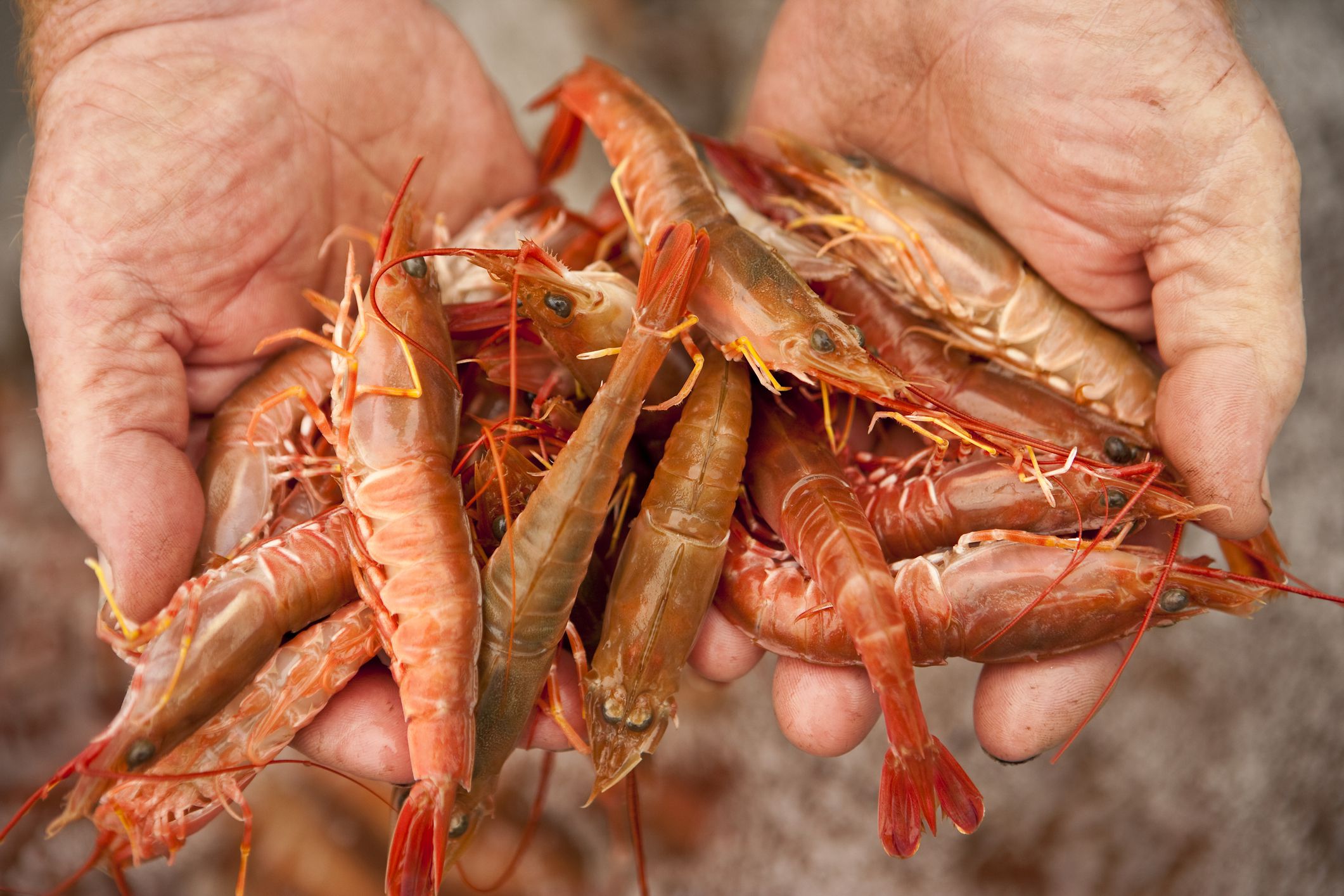 Is wild caught shrimp better?