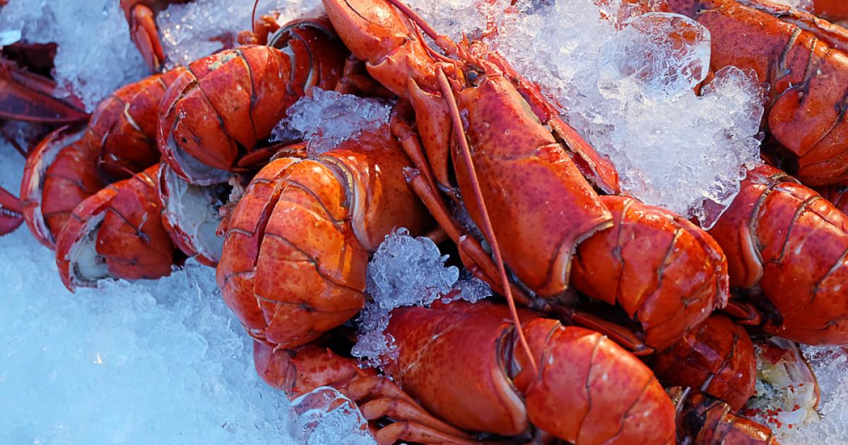 Should crustaceans have stricter welfare protections?