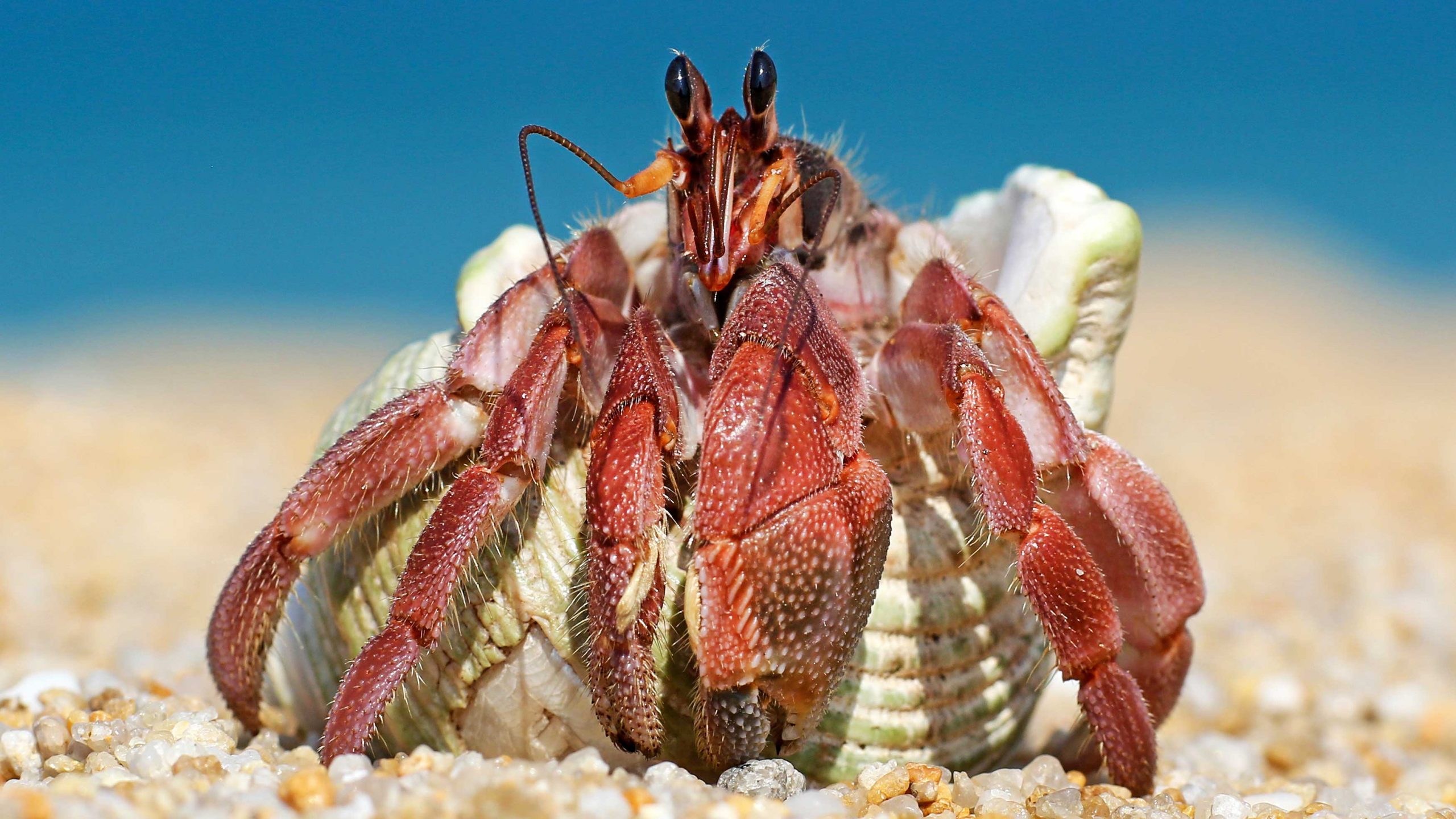 Should hermit crabs be active?