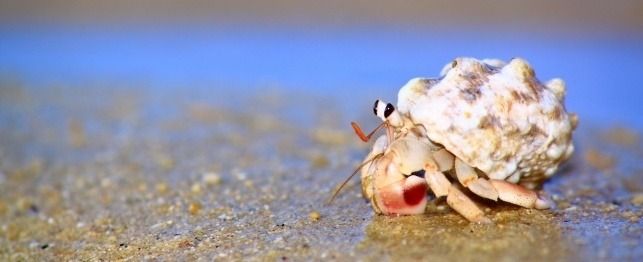 Should hermit crabs live in pairs?