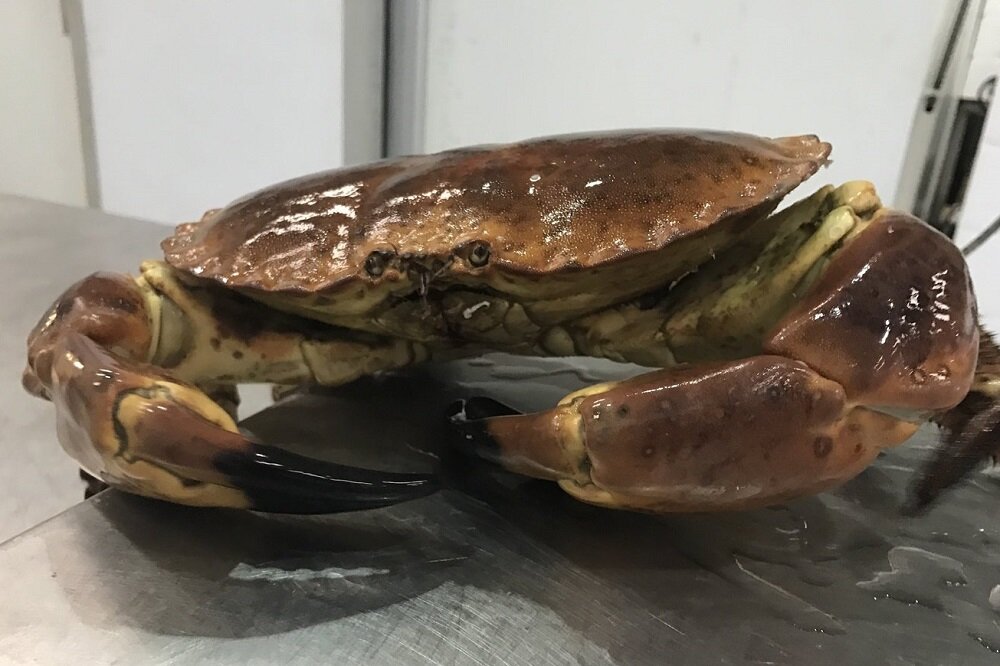 Should I buy a live crab or a cock?