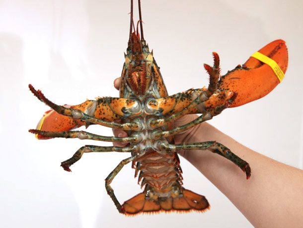 Should I buy live lobster?