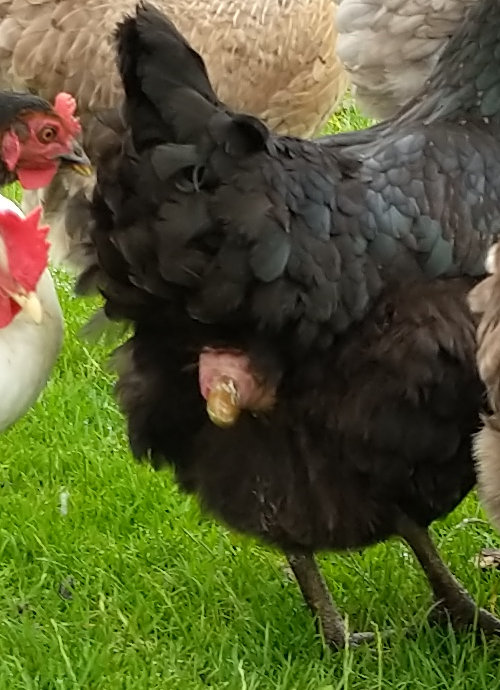 Should I clean my chickens bottom?