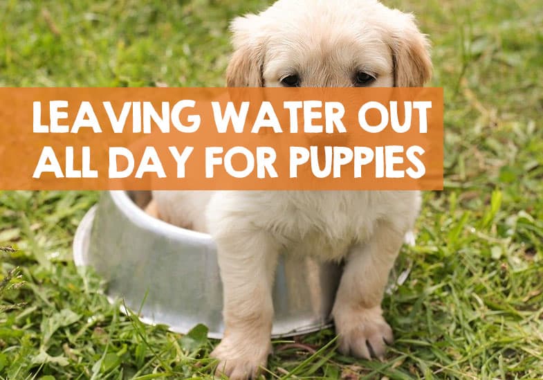 Should I leave water out for my dog all day?