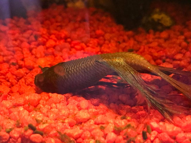 Should I put my fish out of its misery?