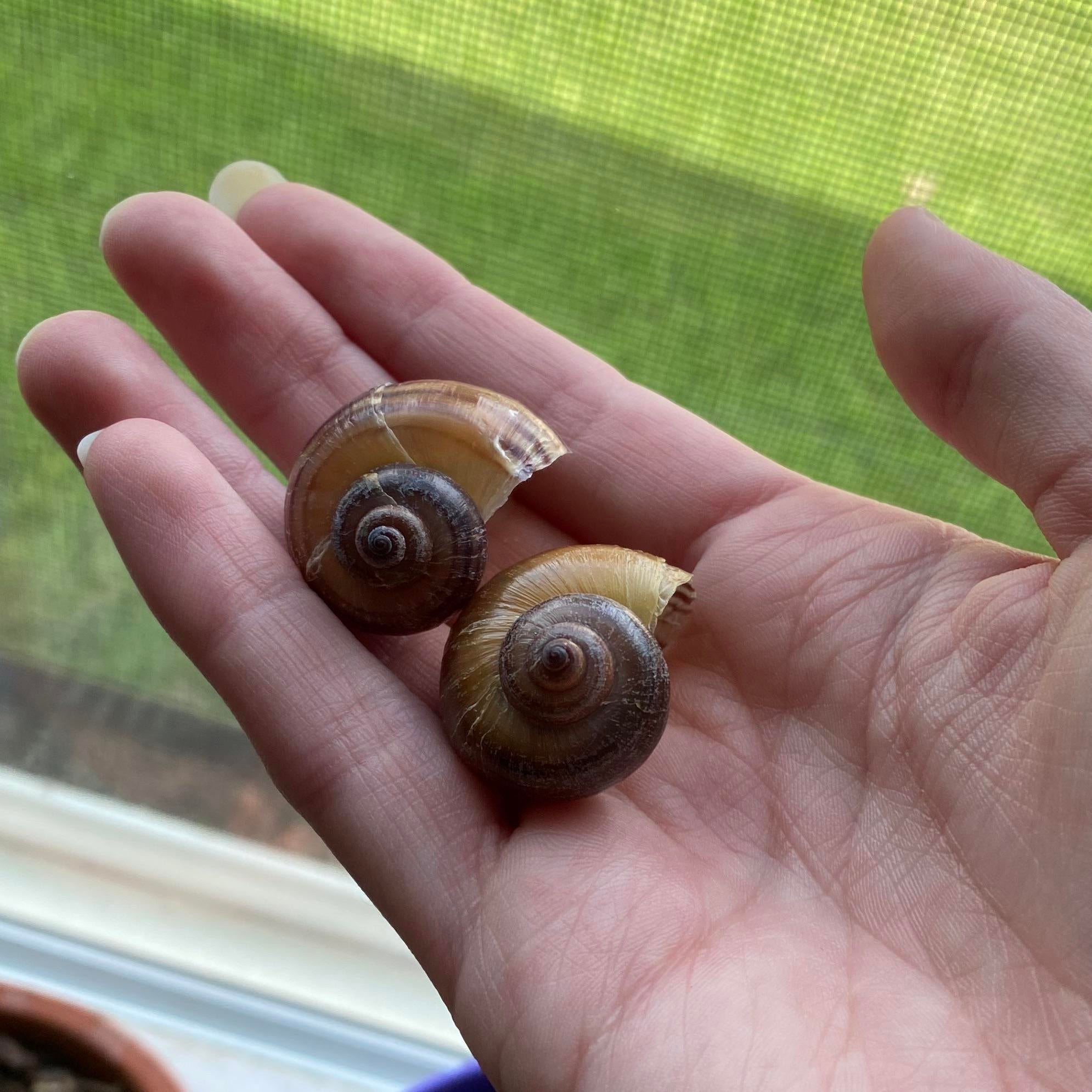 Should I remove empty snail shells?