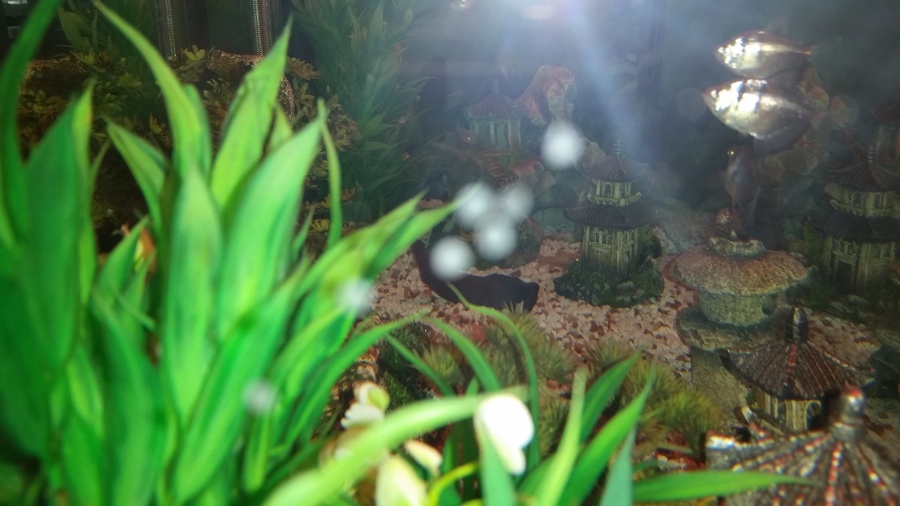 Should I remove fish eggs from tank?