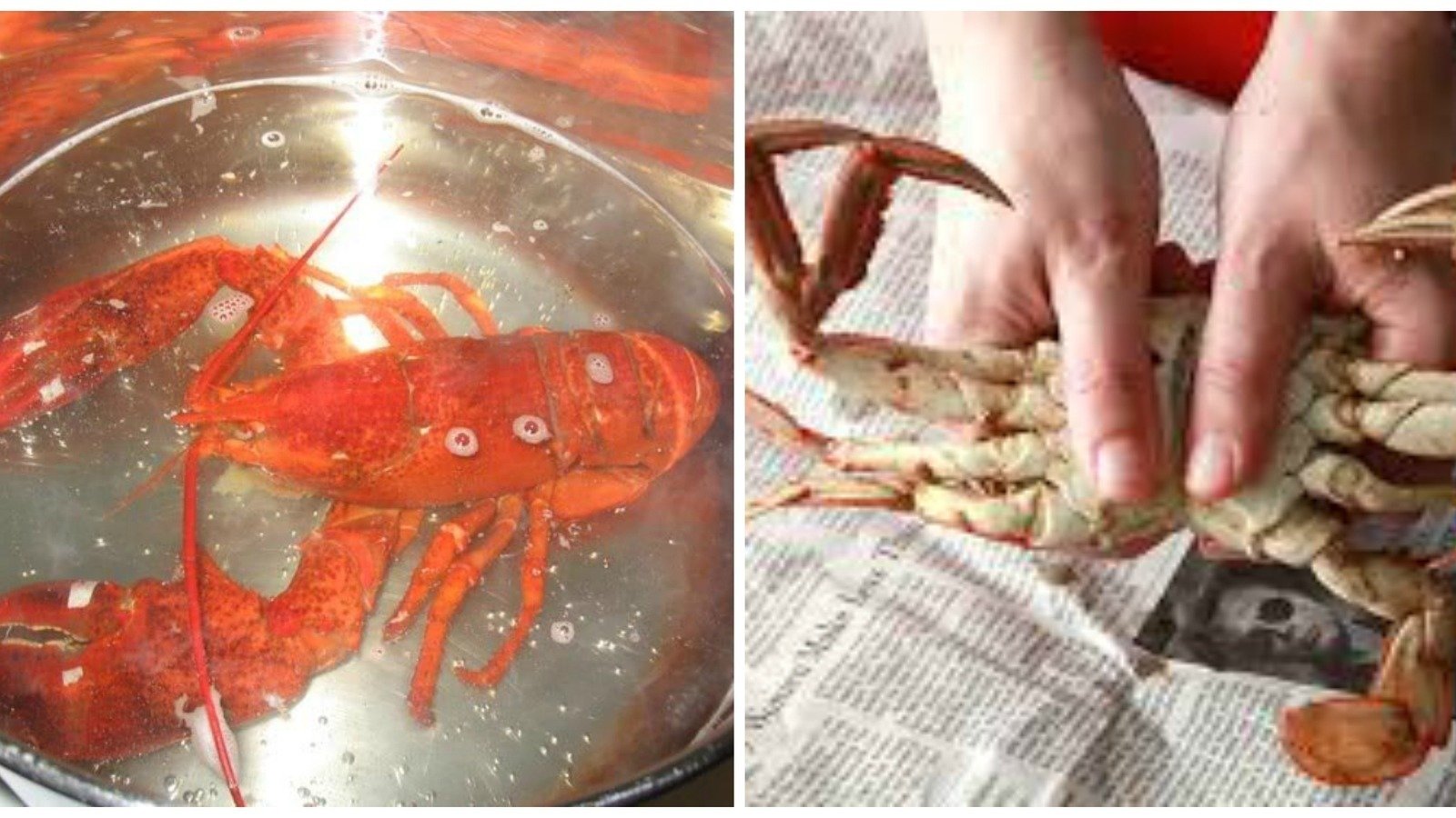 Should lobsters be included in the Animal Welfare Act 2006?