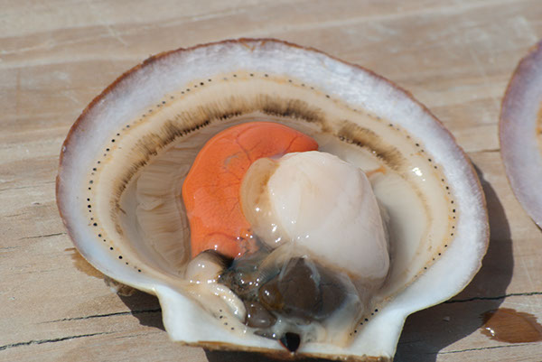 Should scallops be wild caught?
