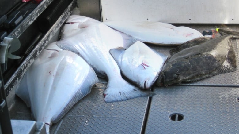 Should there be a maximum size limit for Atlantic halibut?