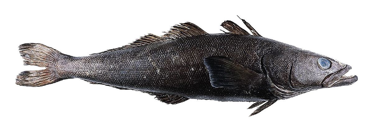 Should you avoid Patagonian toothfish?