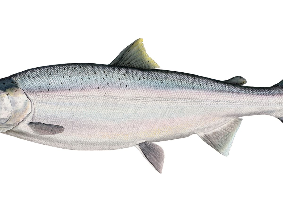 Should you buy coho salmon?