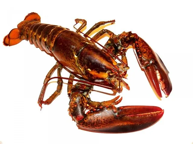 Should you cook and eat dead lobster?