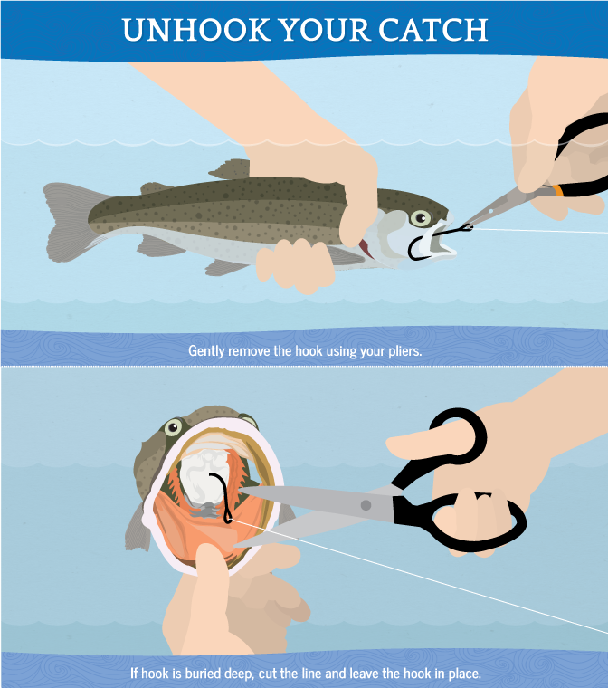 Should you remove hook from fish?