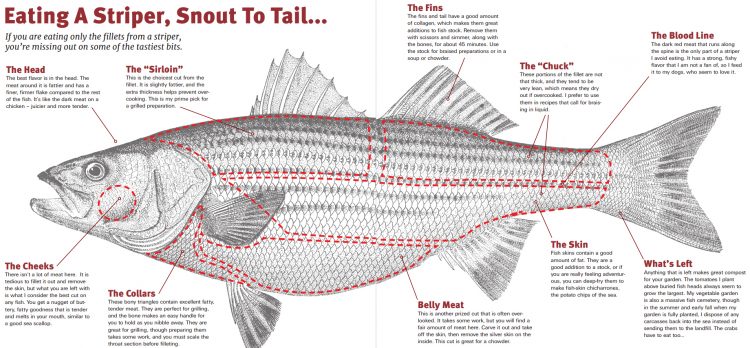 Should you skin striped bass?