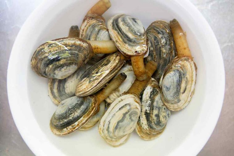 Should you soak clams in salt water?