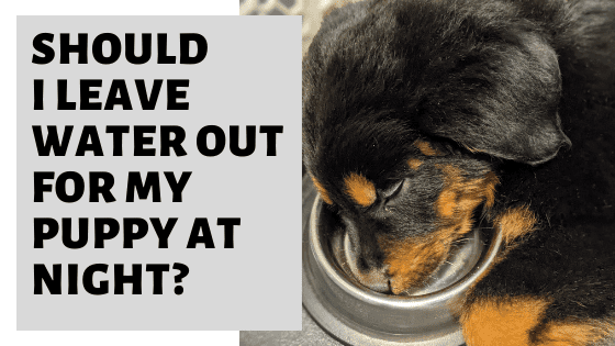 Should you take dogs water away at night?