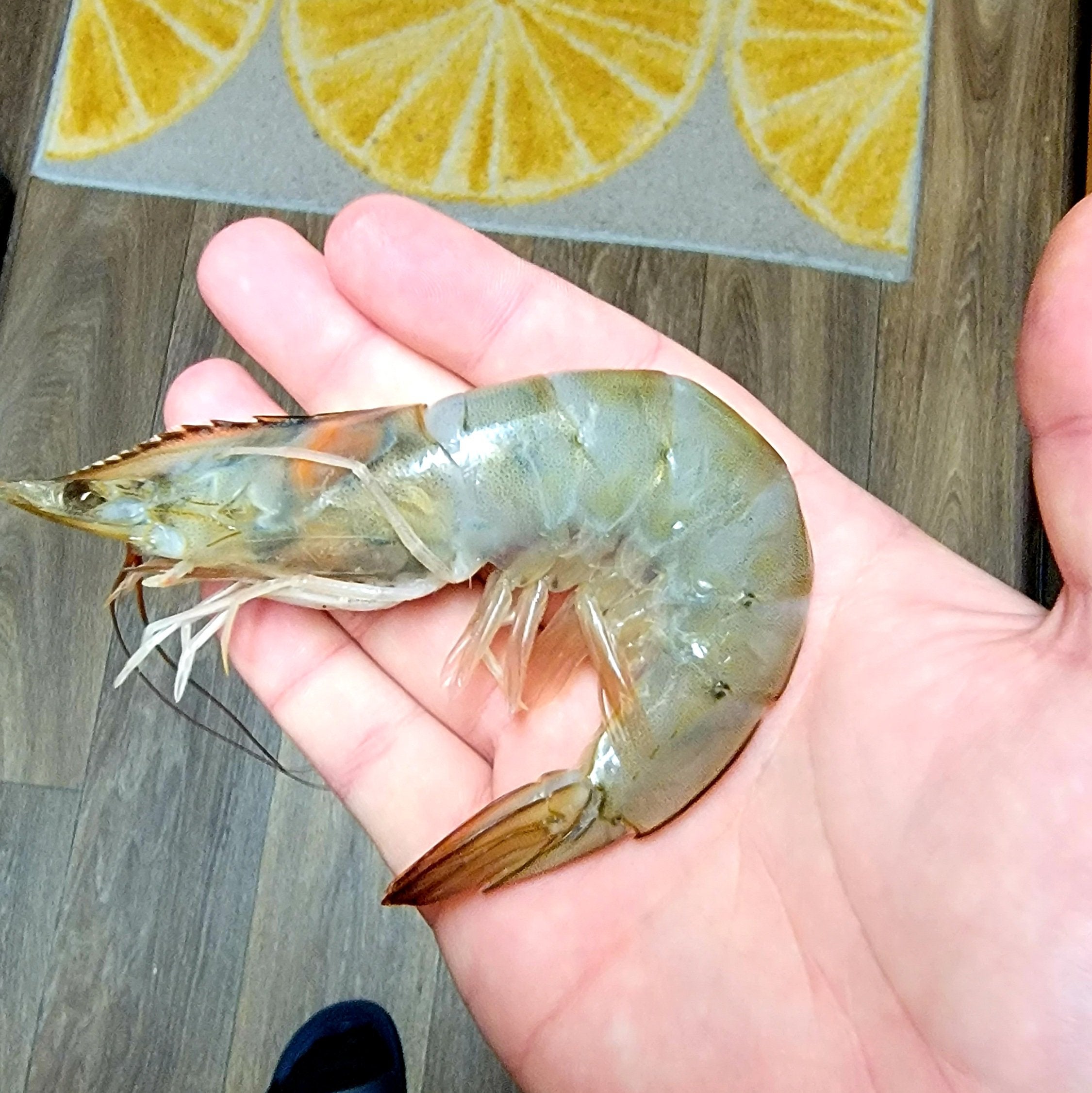 Should you use shrimp heads in stock?