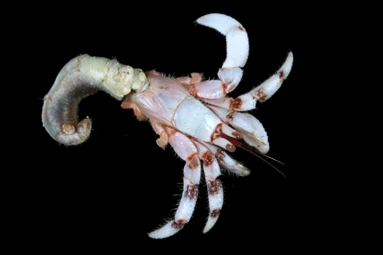 What a crab looks like without shell?