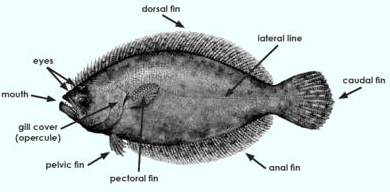 What adaptations do flounder have?