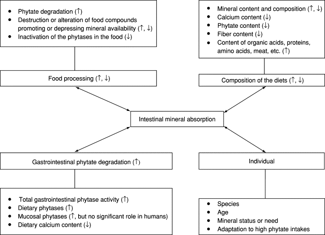 What affects mineral absorption?