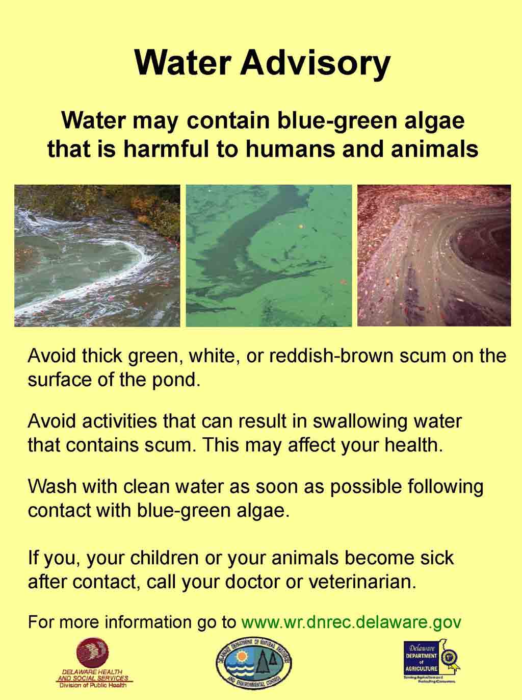 What algae is harmful to humans?