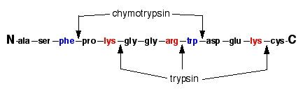 What amino acids does trypsin cut?