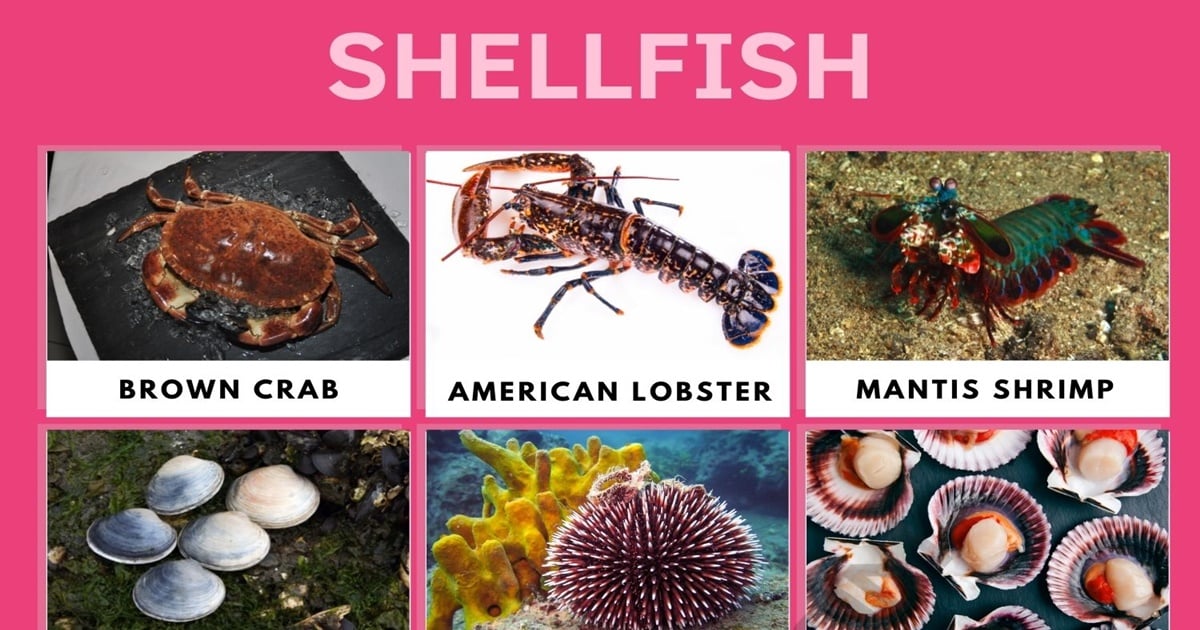 What animal is an example of shellfish?