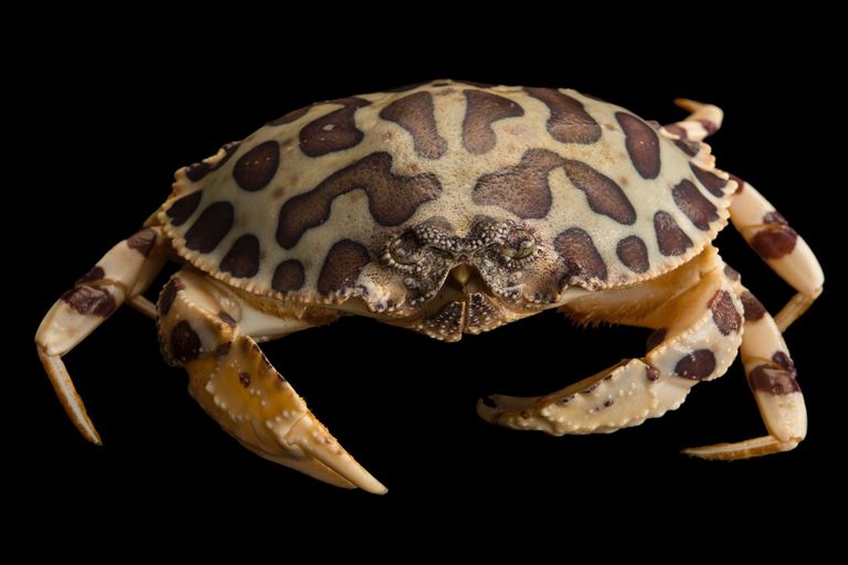 What animal is imitation crab?