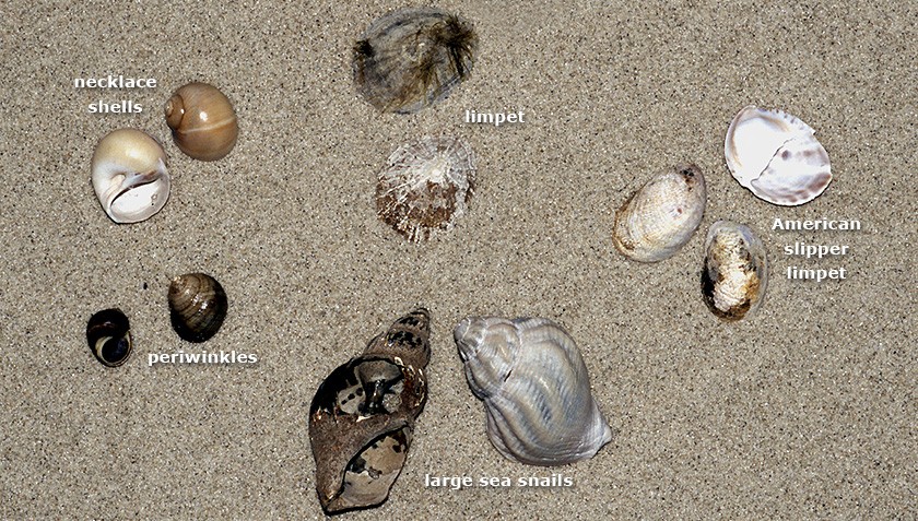 What animal is inside seashells?