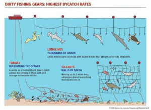 What animal is most affected by bycatch?