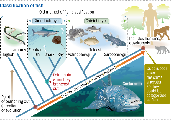 What animal is related to a fish?