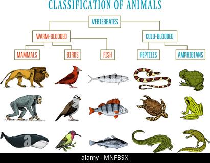 What animal is related to fish?