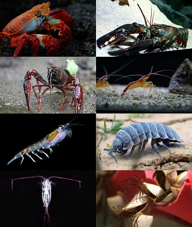 What animal is similar to a lobster?