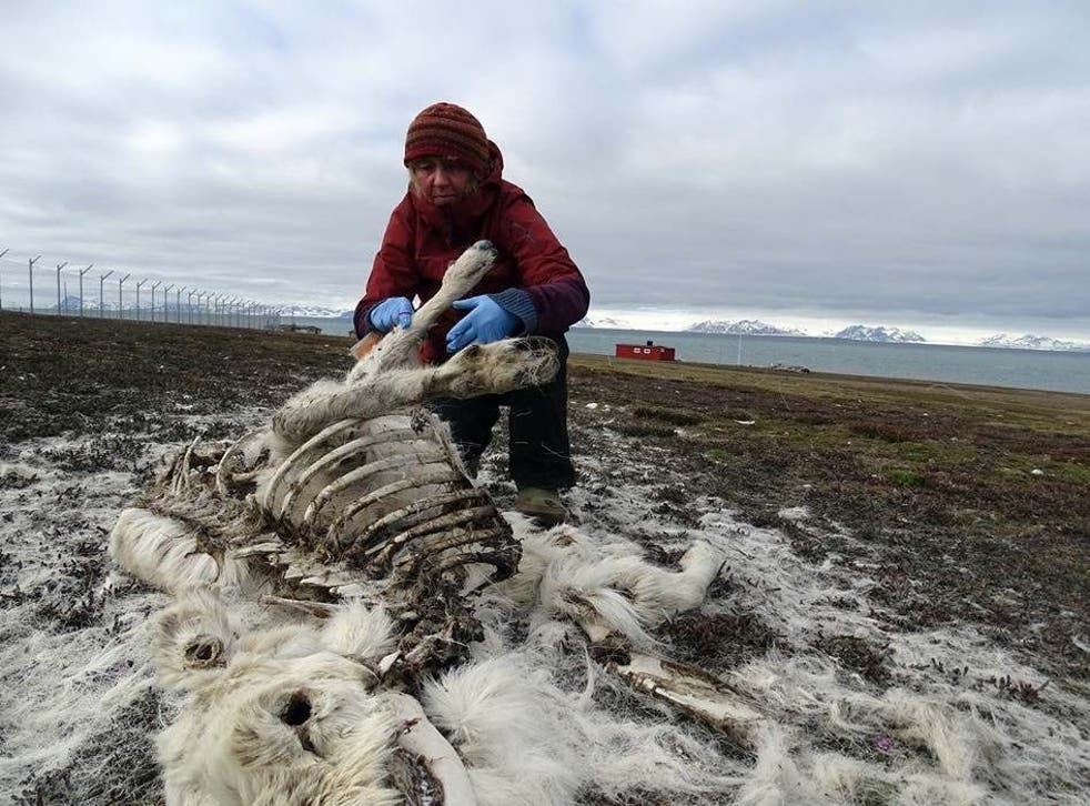 What animals are dying from climate change?