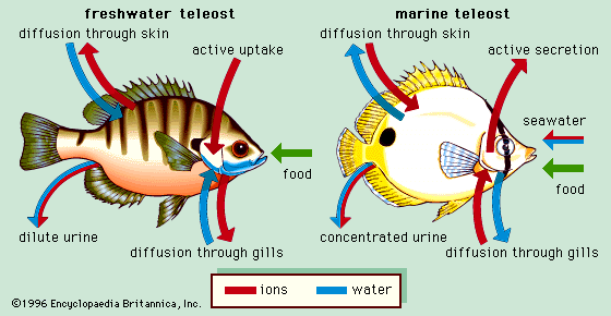 What animals can live in salt and freshwater?