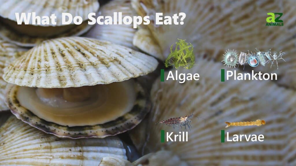 What animals do scallops eat?