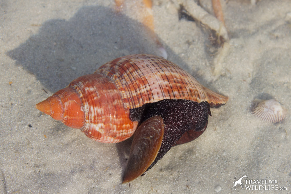 What animals live in shells?